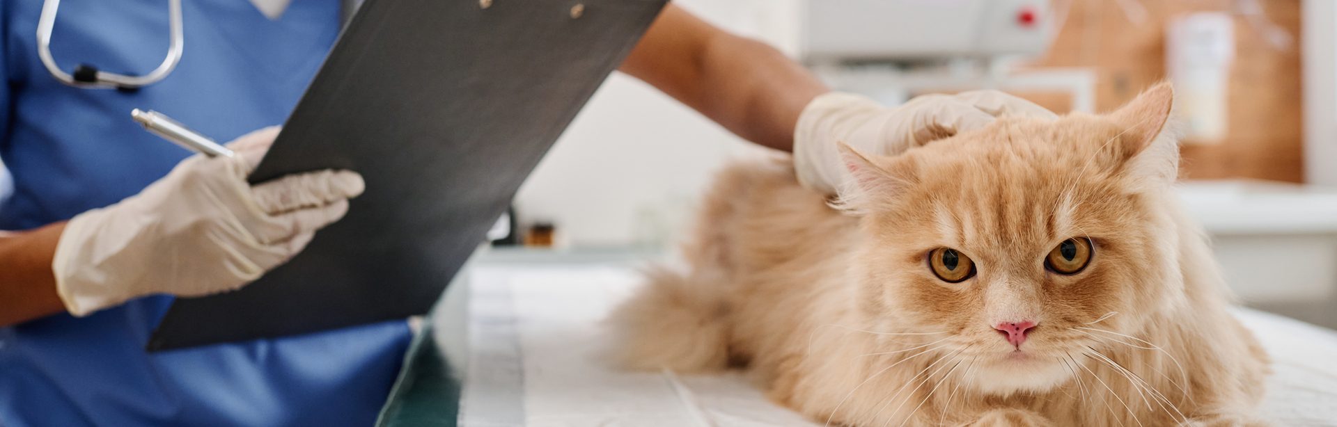 Pet Wellness Exams Oklahoma City, Bethany | Hefner Road Animal Hospital