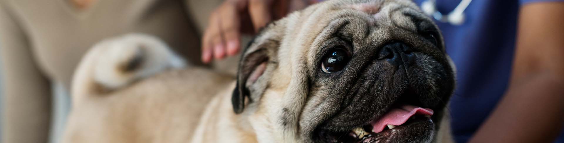 Pet Vaccinations Oklahoma City, Bethany | Hefner Road Animal Hospital