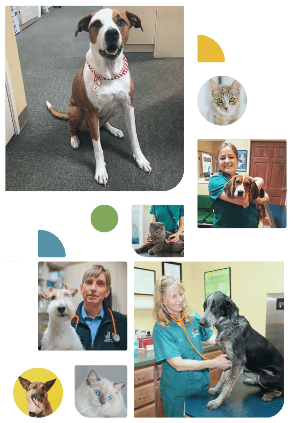 Home | Hefner Road Animal Hospital