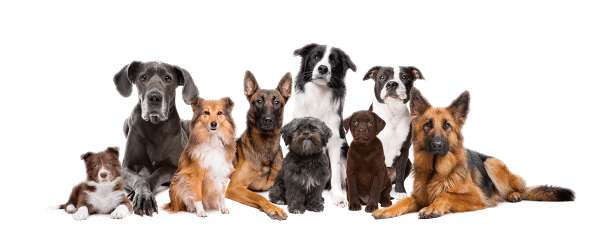 Hefner Road Animal Hospital | Veterinarian in Oklahoma City