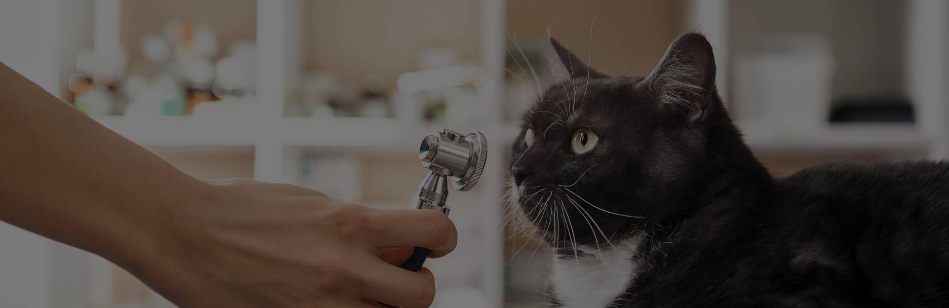 In-House Lab Oklahoma City, Bethany | Hefner Road Animal Hospital