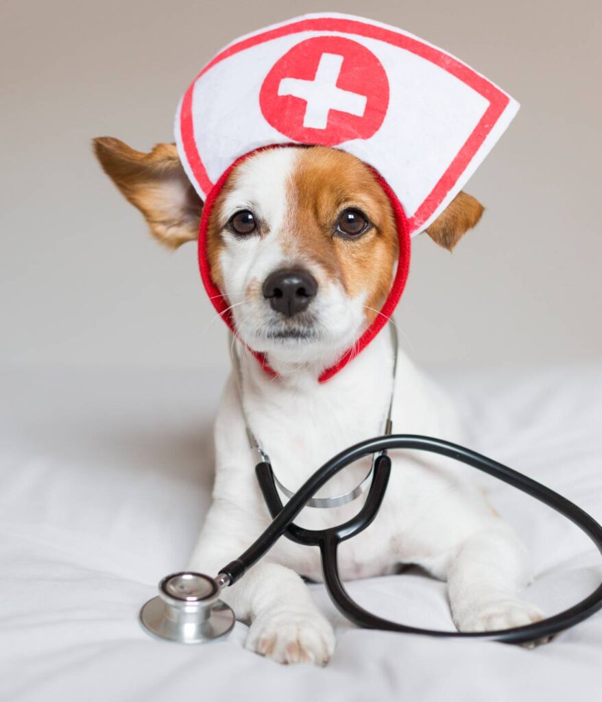 Hefner Road Animal Hospital | Veterinarian in Oklahoma City