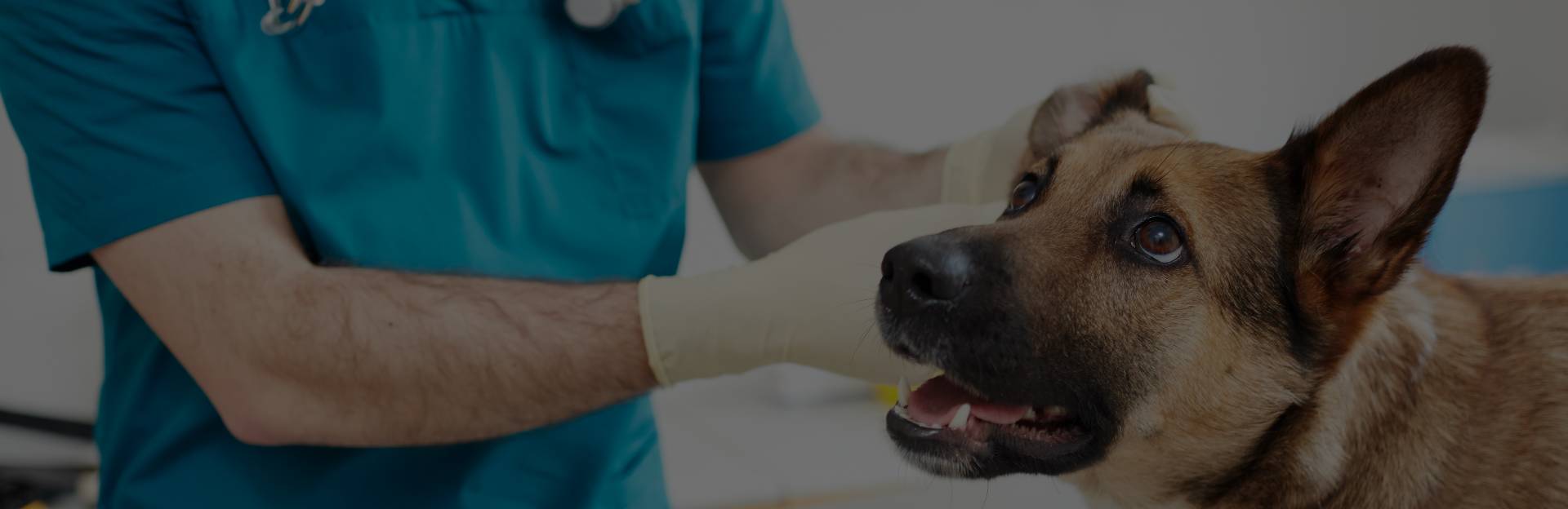 Pet Surgery Oklahoma City, Bethany | Hefner Road Animal Hospital