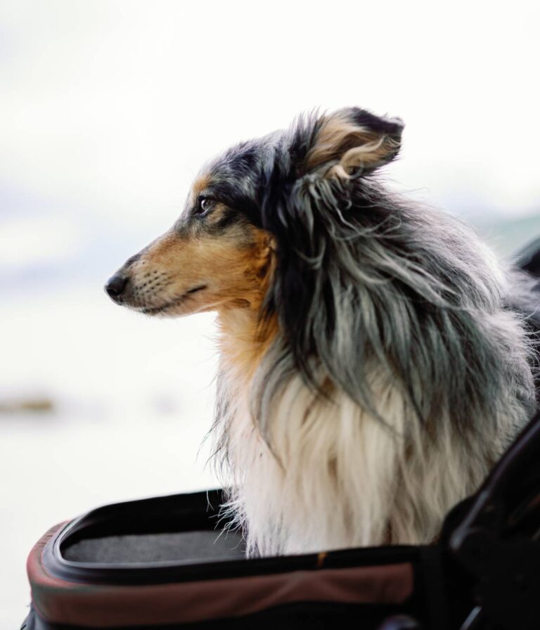 Hefner Road Animal Hospital | Veterinarian in Oklahoma City