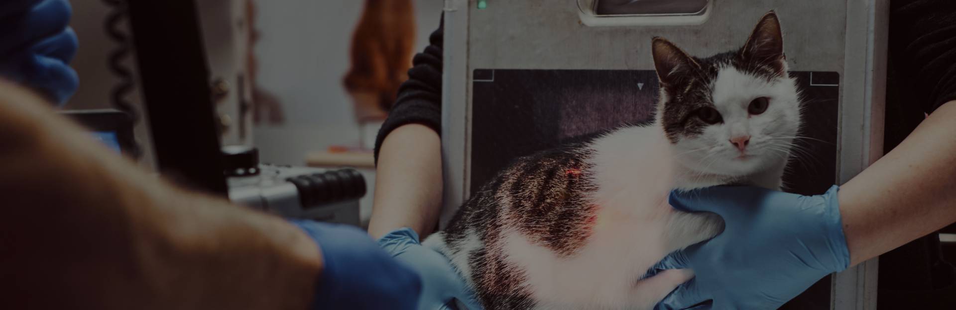 Pet Laser Therapy Oklahoma City, Bethany | Hefner Road Animal Hospital