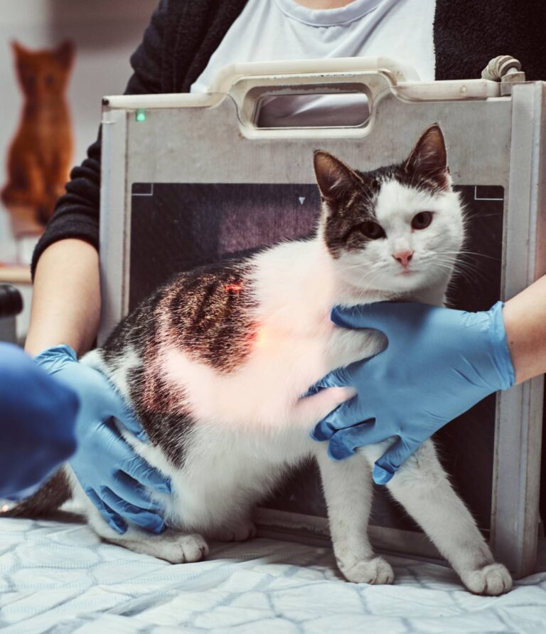 Hefner Road Animal Hospital | Veterinarian in Oklahoma City
