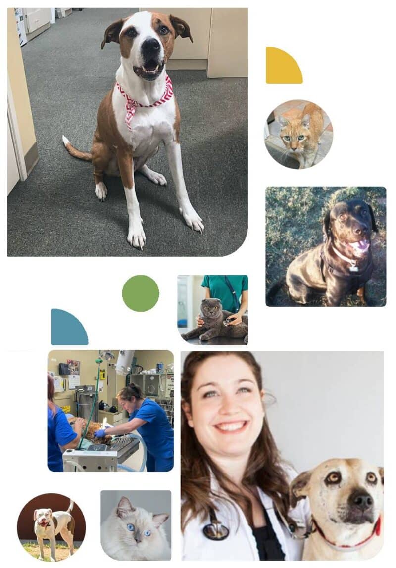 Hefner Road Animal Hospital | Veterinarian in Oklahoma City