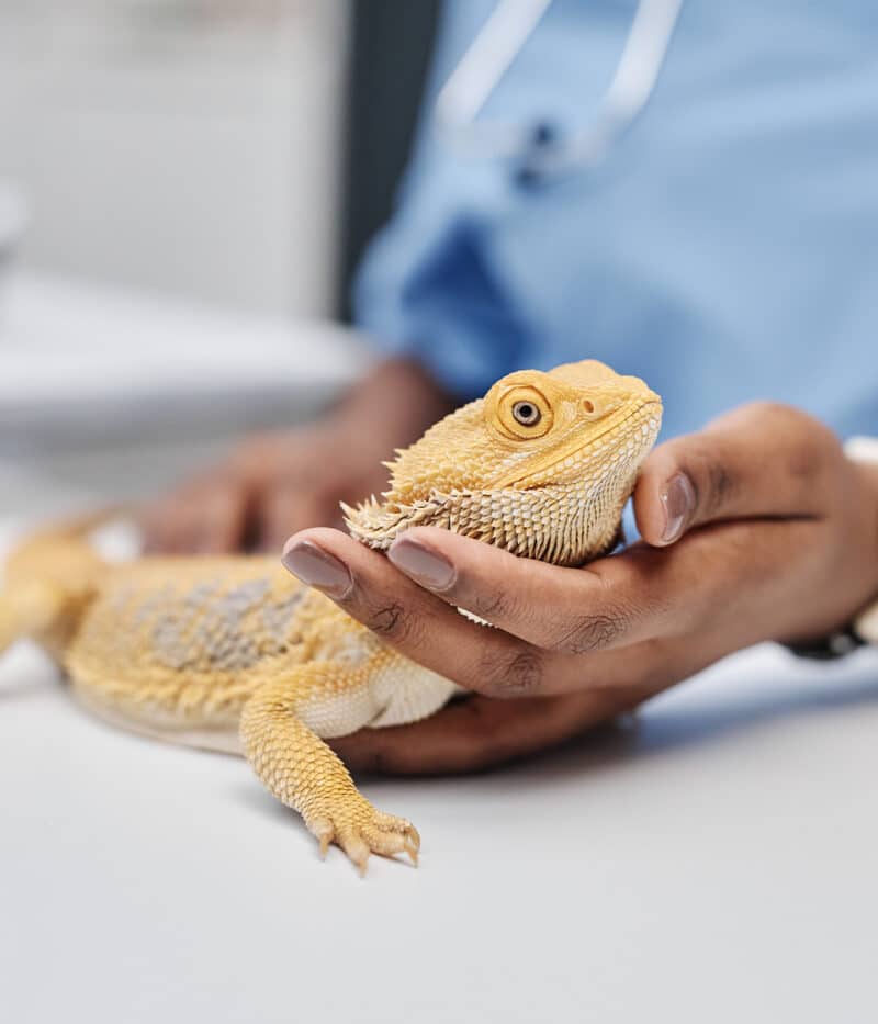 Hefner Road Animal Hospital | Veterinarian in Oklahoma City