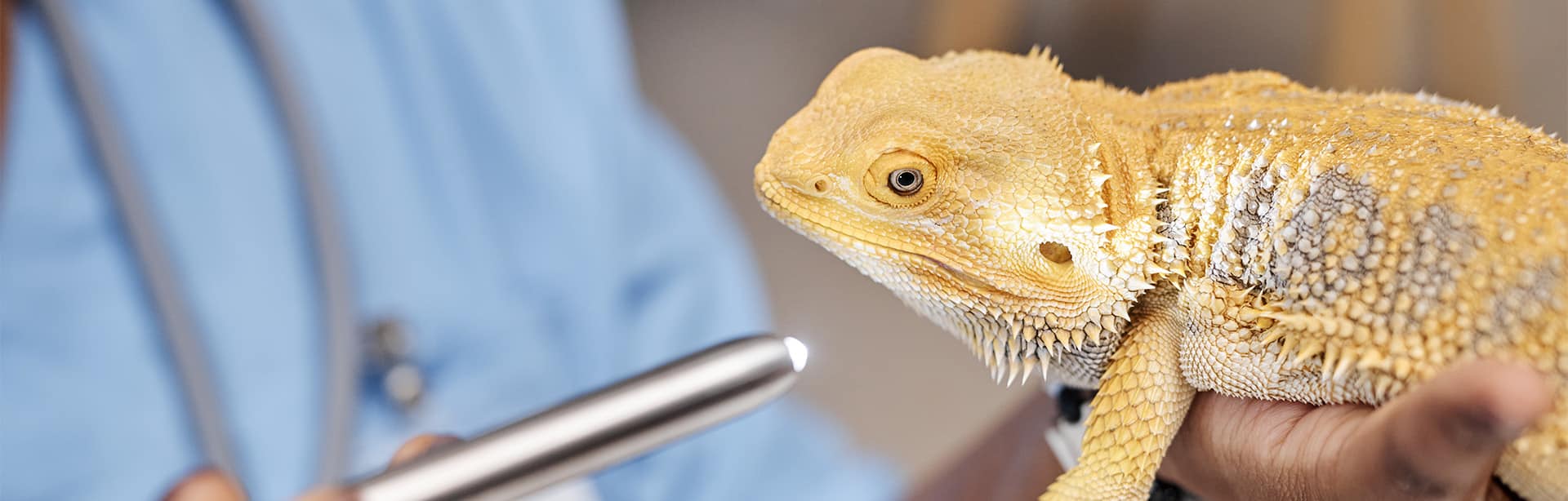 Exotic Vet Oklahoma City, OK | Hefner Road Animal Hospital