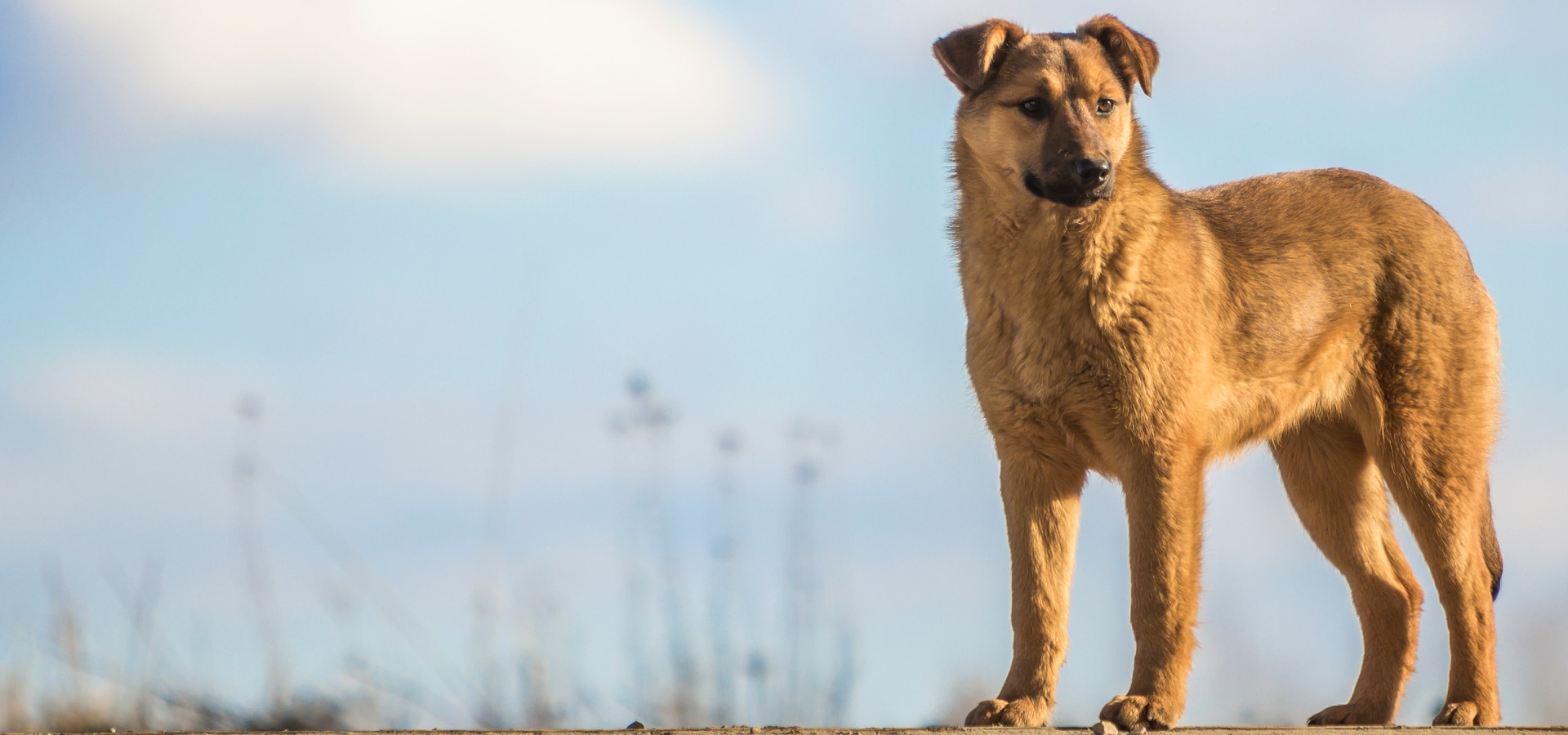 Pet Rehabilitation Oklahoma City | Hefner Road Animal Hospital